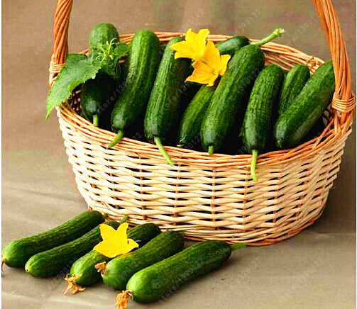 Extremely Early Cucumber, Polish variety 100 seeds – Slim Wallet Company