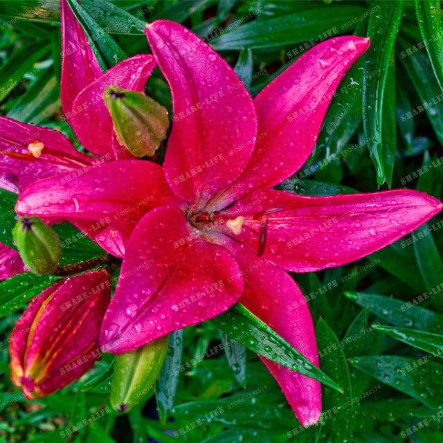 Specials Blue Heart Lily Seeds 50 Particles – Slim Wallet Company