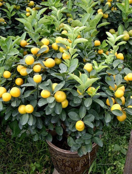 Bonsai Lemon Tree Seeds 50 pieces / bag – Slim Wallet Company